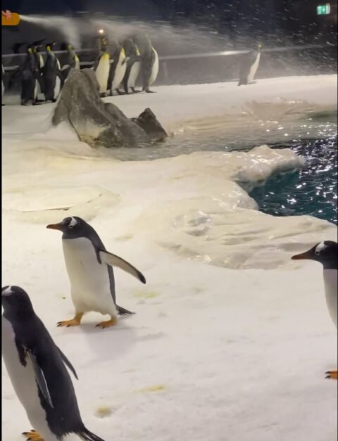 Sea World - Bucceri Snow Making